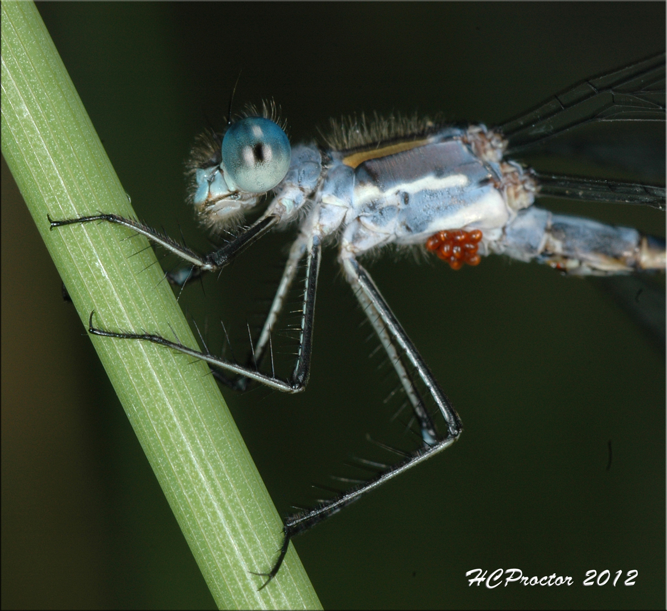 The Home Bug Garden: Red Pond Mites: An anodyne for a gray day