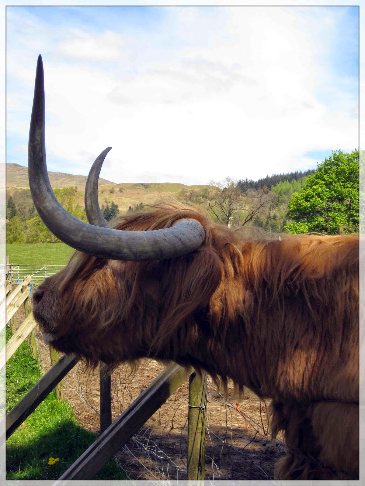 vacation on a budget: Hamish the Hairy Coo (Highland Cattle)