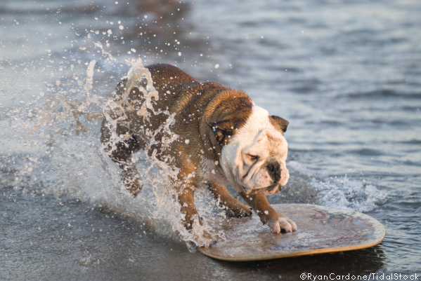 ExtraHyperActive: Meet Tillman : Skimboarding, Skateboarding ...