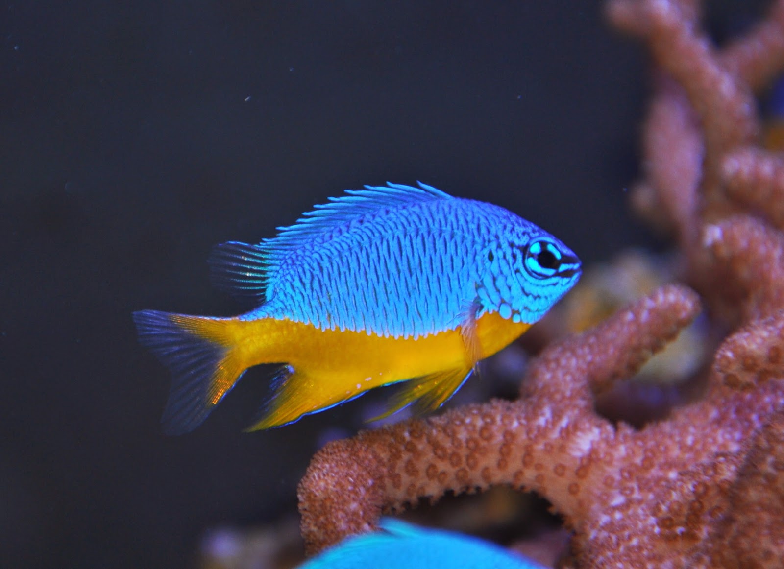Peces y plantas ornamentales: Chrysiptera hemicyanea - Damisela medio azul