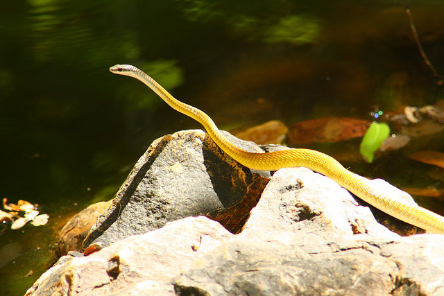 Golden Tree Snake | Snakes