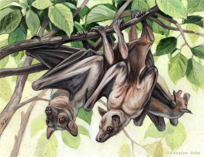 Bat Art | BATS RULE