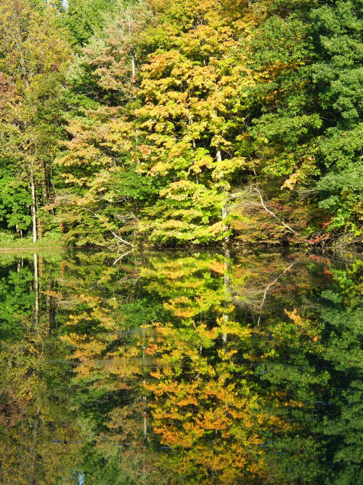 outdoorscribe: Leaves turning color early this autumn