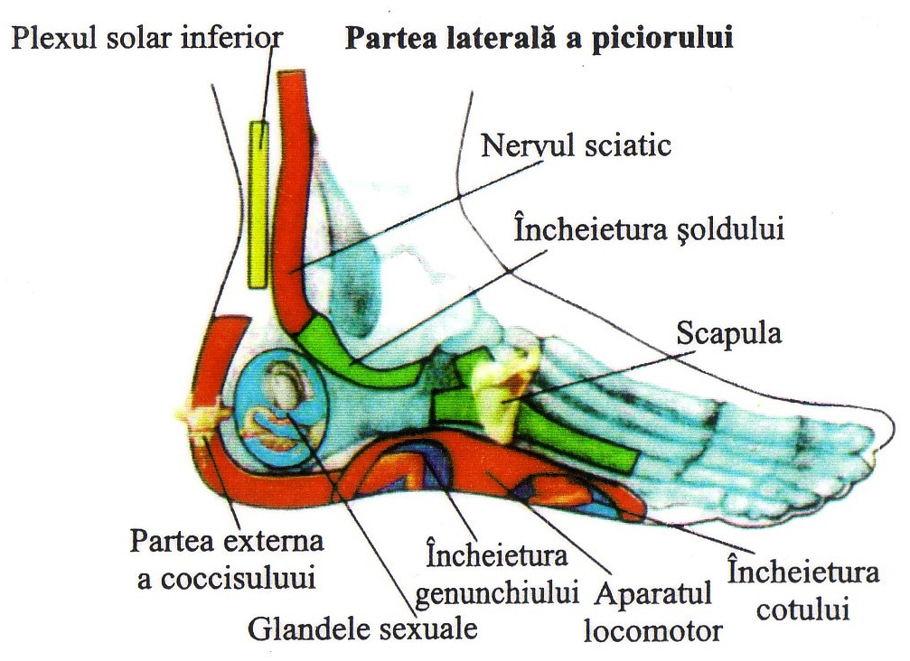 Arta sanatatii....fizice, mentale si spirituale: ....Reflexoterapia...