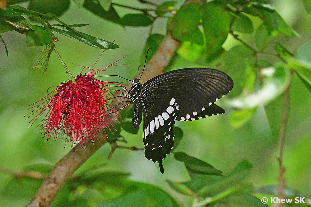 Butterflies of Singapore: Assorted Nectaring Plants
