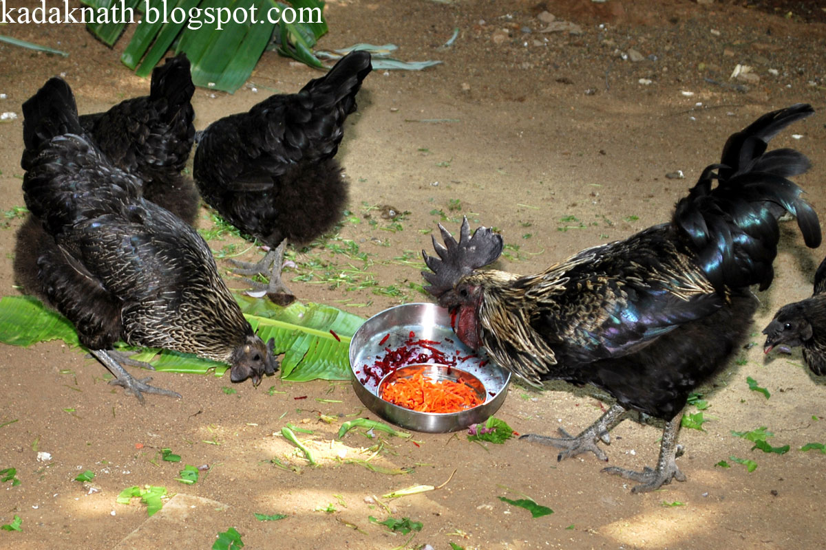PIONEERS IN ORIGINAL KADAKNATH CHICKEN: Kadaknath chicken picture