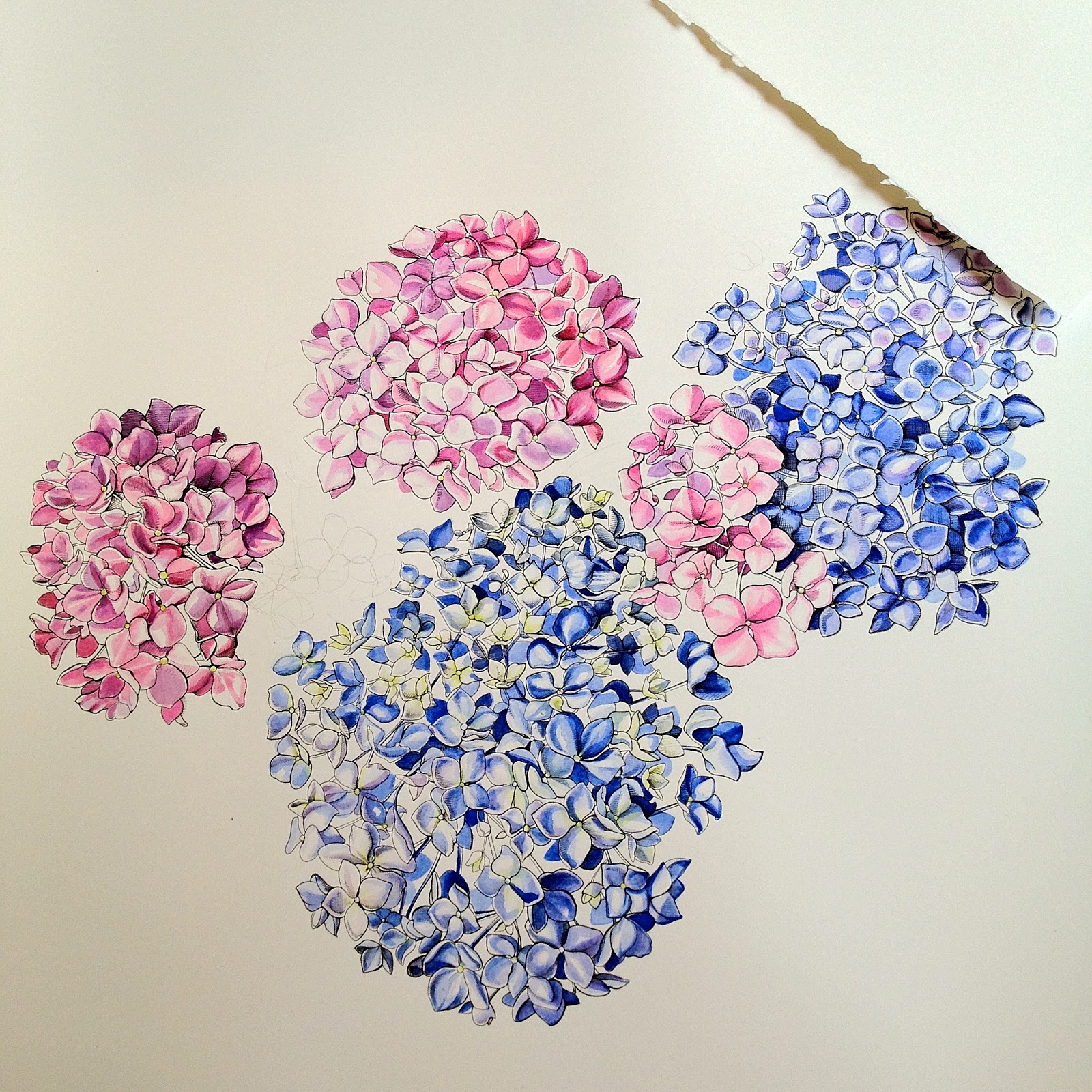hydrangea art Pinterest - Hydrangea
