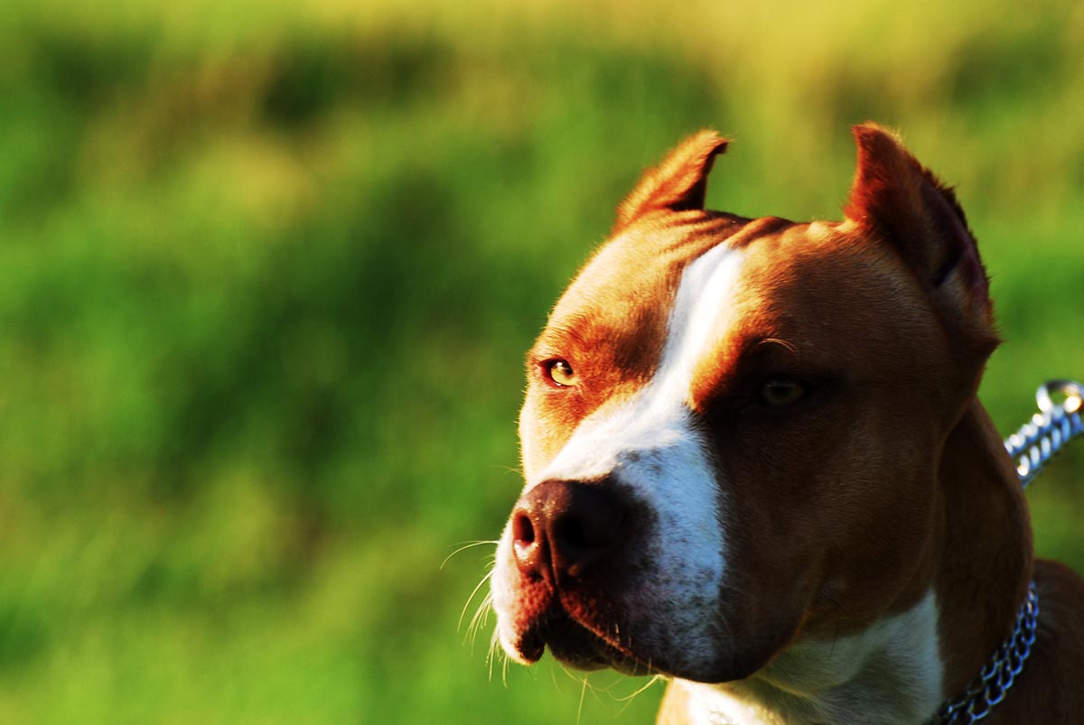 Doggy doggy | Trails of Light | Elisabetta Gazziero photographer