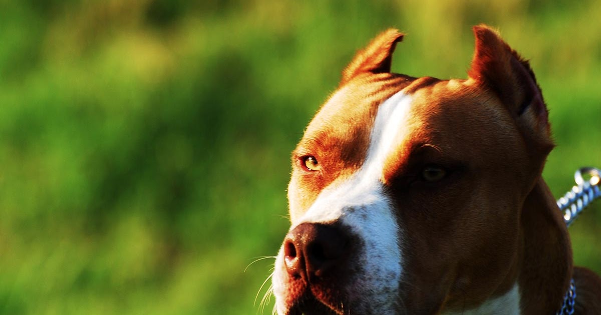 Doggy doggy | Trails of Light | Elisabetta Gazziero photographer