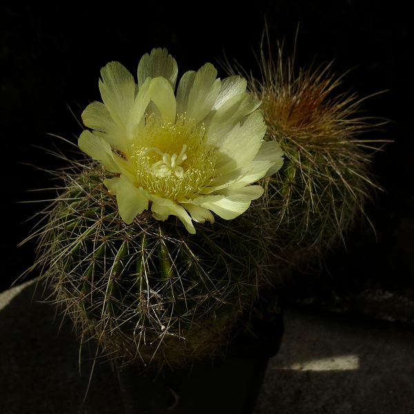 o jardineiro azelha: Parodia (Notocactus) schumanniana
