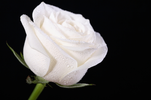 All Colors of Rose is here.......: White Rose