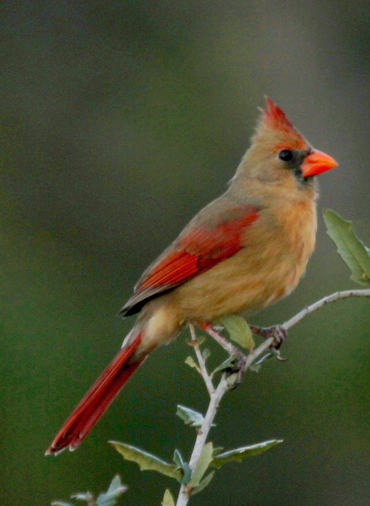 Beth's Blog: "Red" Birds from my Florida Visit