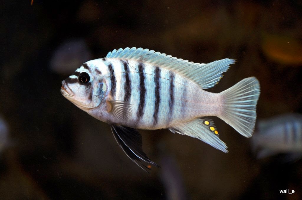 Metriaclima sp. Zebra Chilumba (Maison Reef) ~ despre Malawi, mbuna si ...