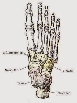 Radiologia Nossa Vida !: Ossos do Tarso MMII