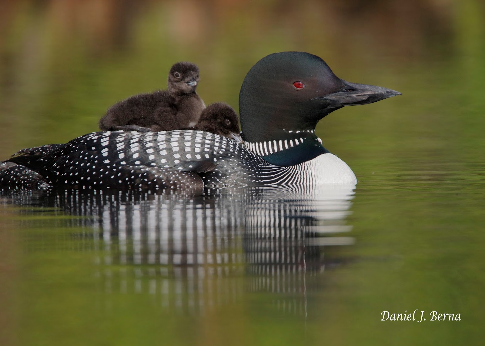 Daniel Berna Photography: Loon with babies on board