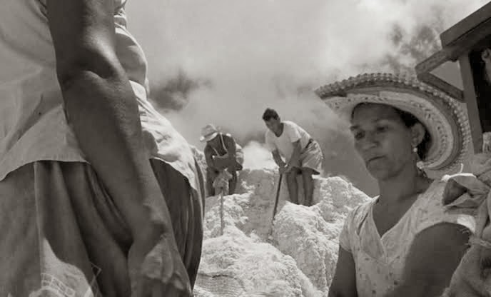 Film Walrus Reviews: Film Atlas (Venezuela): Araya