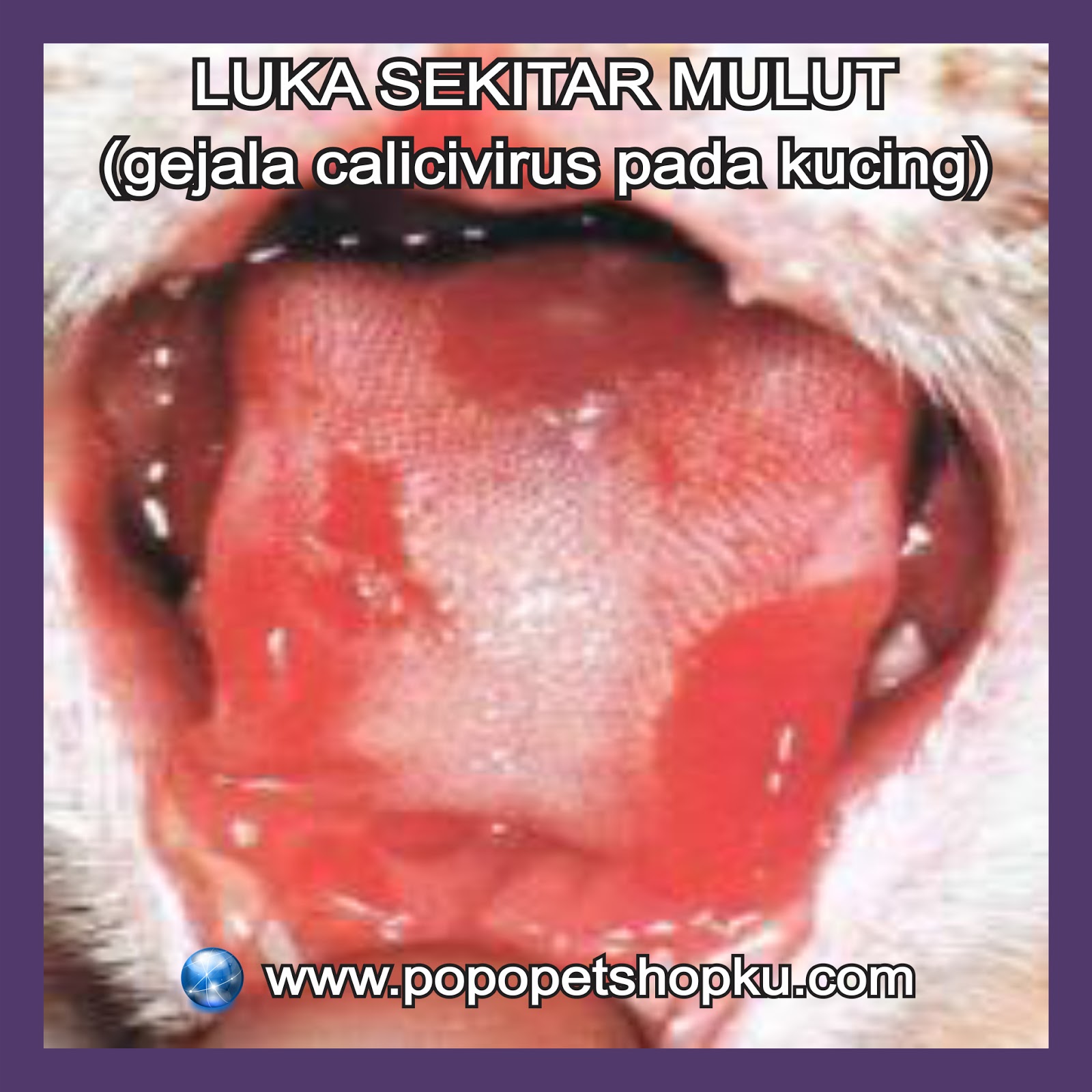 POPO PETSHOP: Penyakit Calicivirus Pada Kucing