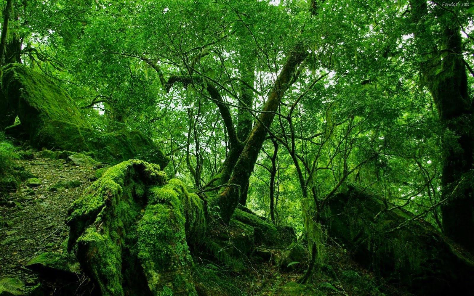 Wallpapers Selva Full HD - Fondos De pantallas(Wallpaper)