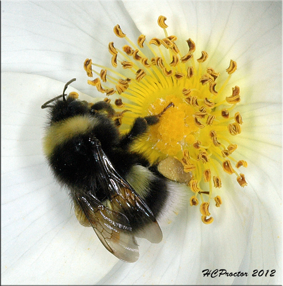 The Home Bug Garden: Pollinator of the Week: A Buzzing Bonanza