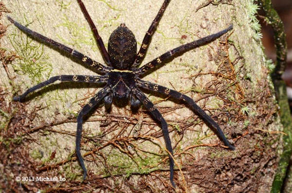 The rainforests of Borneo & Southeast Asia: Night walk at matang