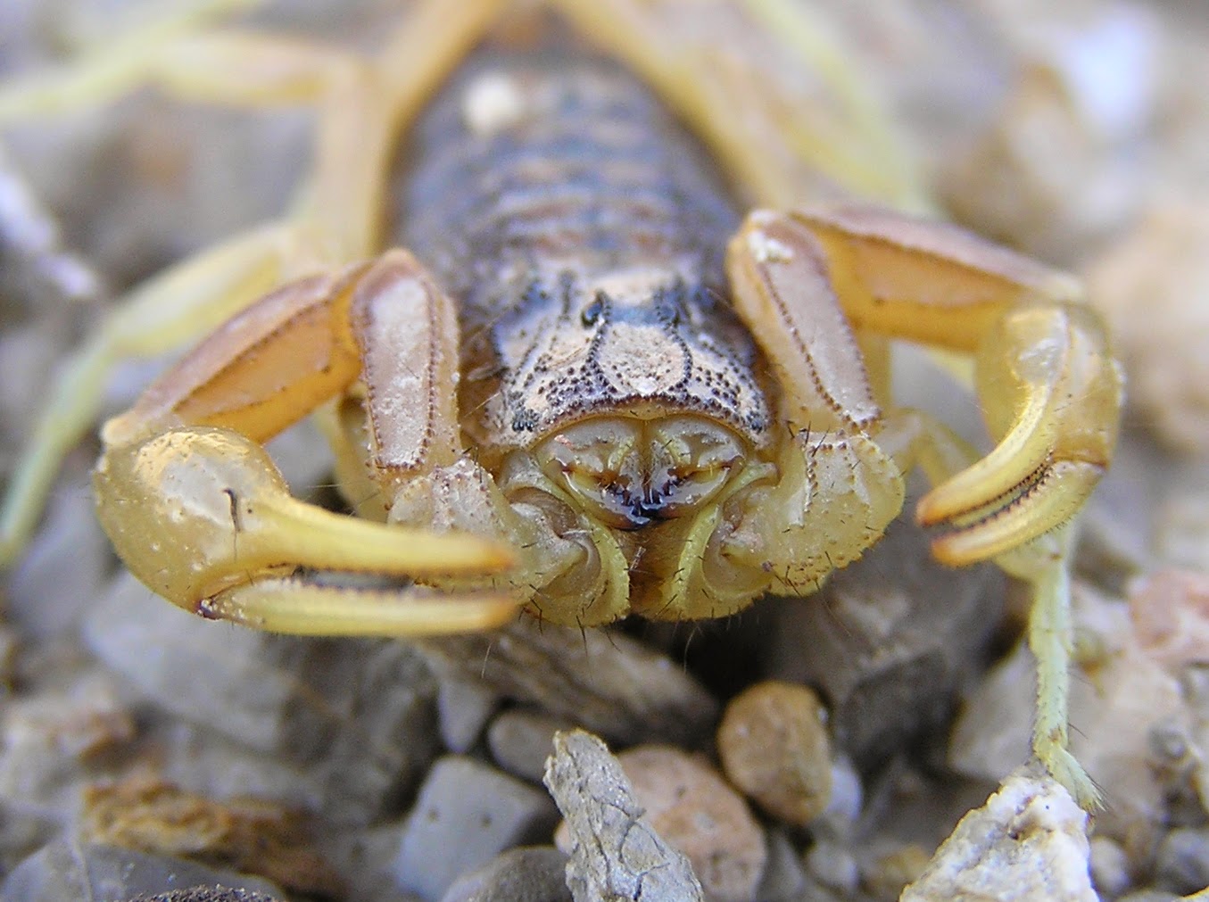 Alma biológica: El alacrán