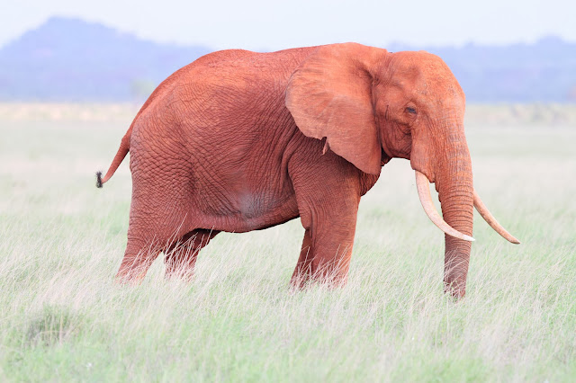 Simon and Karen Spavin: Red Elephants of Tsarvo