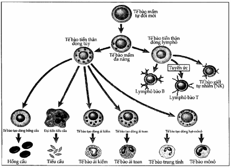 Hệ thống miễn dịch trong cơ thể hoạt động như thế nào? ~ Xuất huyết ...