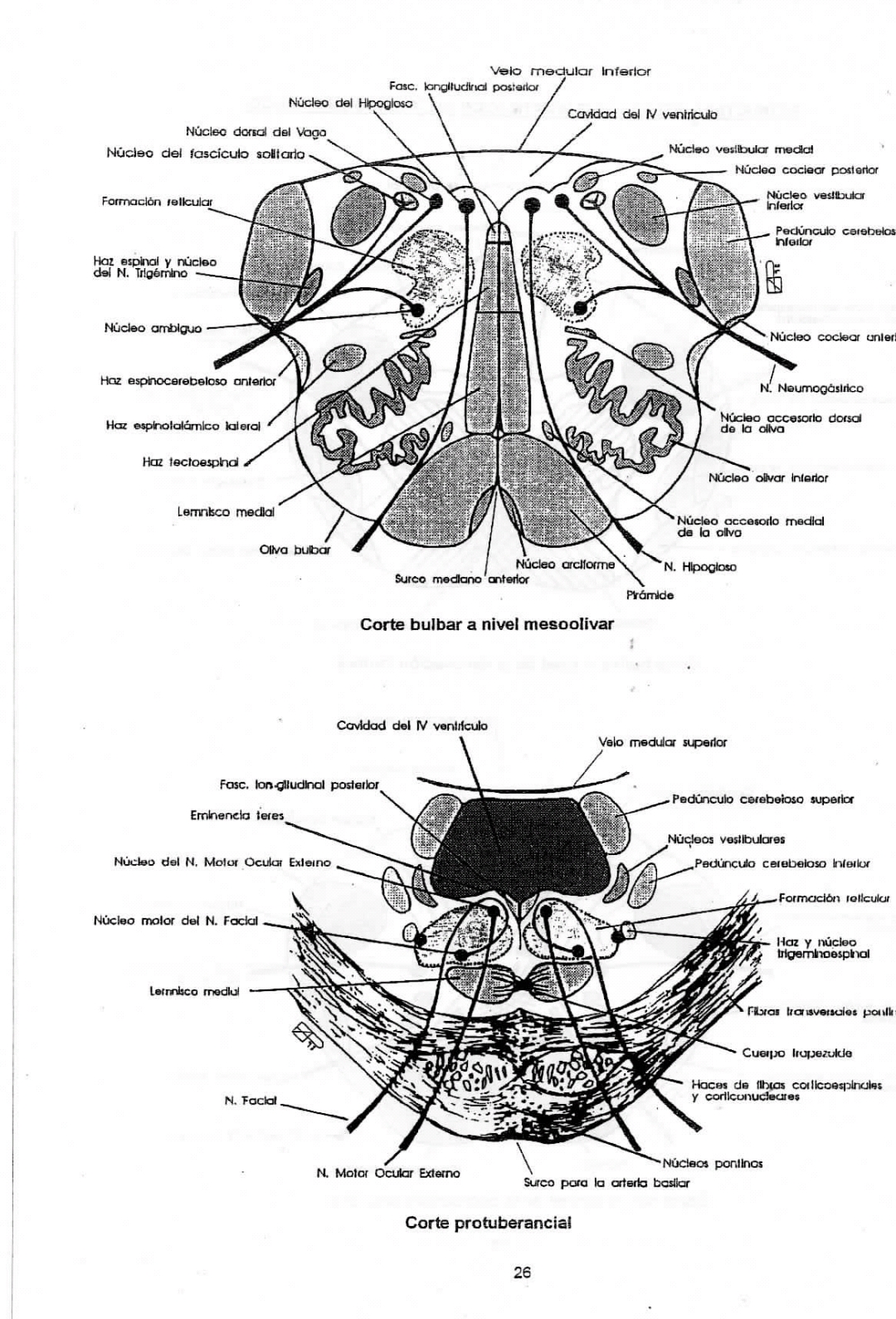 Estudiante de medicina : Apunte de neuroanatomia de Forlizzi Pro