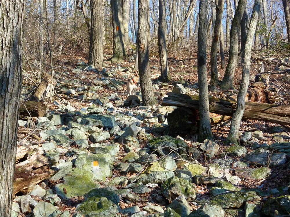 Gone Hikin': Appalachian Trail, PA: Tom Lowe Trail, Eagle's Nest, Sand ...