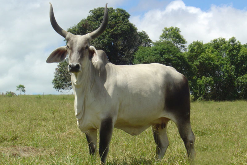 Raça Guzerá ~ O Rural 22