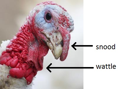 TYWKIWDBI ("Tai-Wiki-Widbee"): Wattles