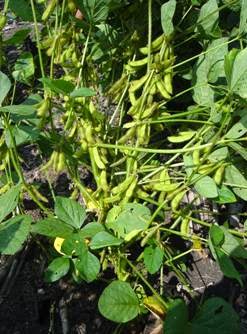 Blog serba gunaa... :)