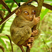 Tarsius pumilus | Indonesian Forest