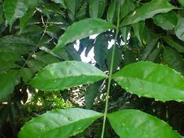 verdefolhaverde: AKÒKO