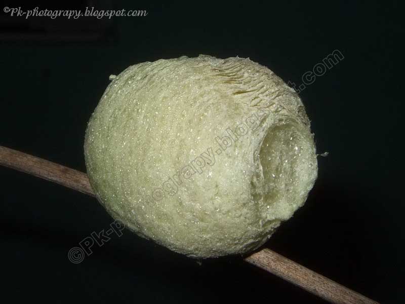 Praying Mantis Eggs | Nature, Cultural, and Travel Photography Blog