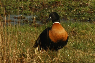 The Nature of Robertson: Chestnut-breasted Shelducks (Mountain Ducks)