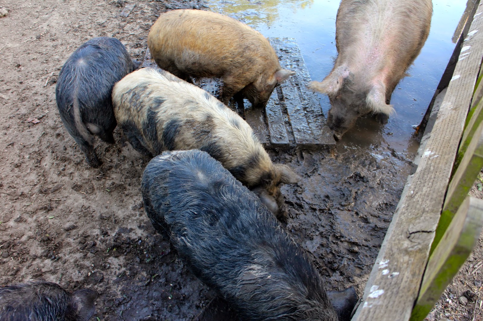 Miscriant: The Grove Ferry Inn