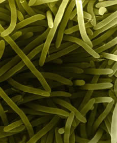 Heliobacteria