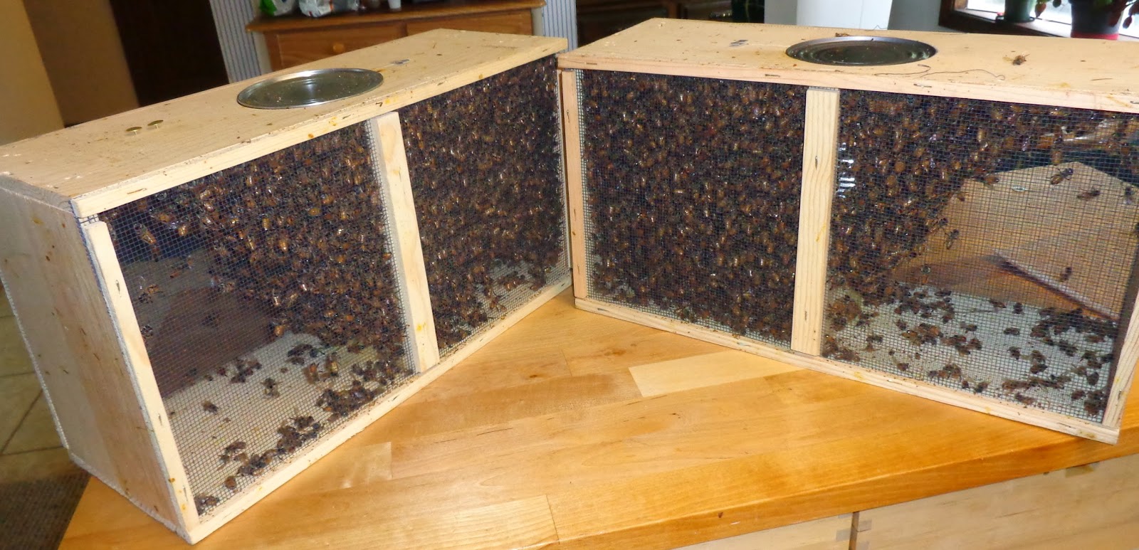 Daniel's Pacific NW Garden: Package Bees Arrive. 4.23.14