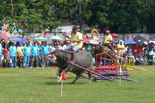 mybeautifulILOILO: 41st Carabao-Carroza in Pavia