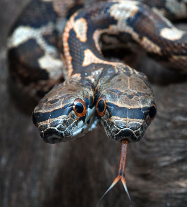 Saiba Mais Sobre a Cobra de Duas Cabeças