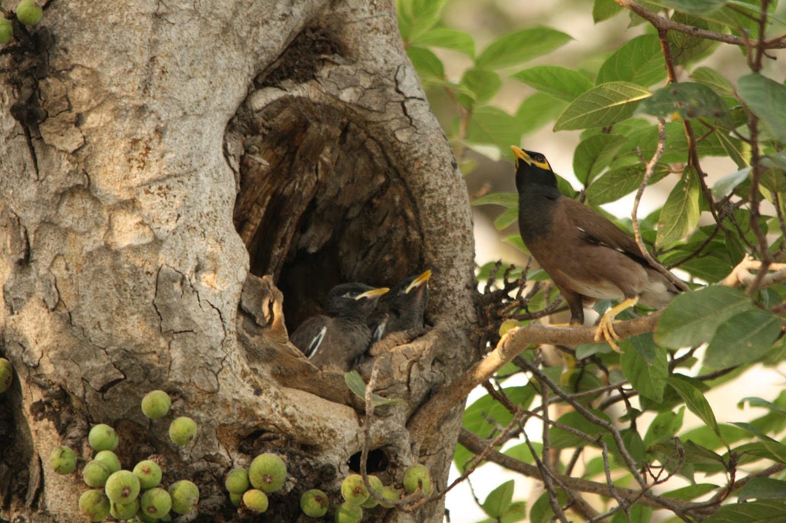 Into the Wild: OUR WORLD WITHIN THEIRS