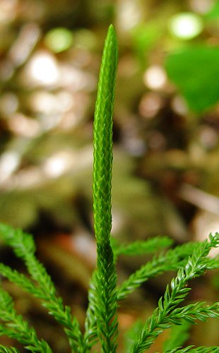 PlantZee: information on Lycopodium Obscurum
