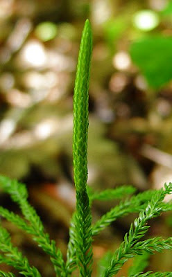 PlantWerkz: Ground Pine - Lycopodium Obscurum