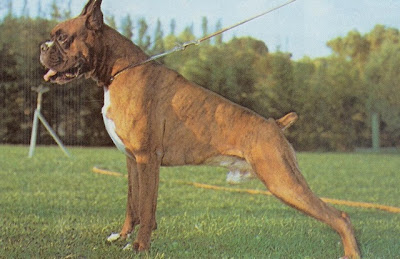 Mascotas, perros y gatos, animales domésticos: Los Perros de Exposición