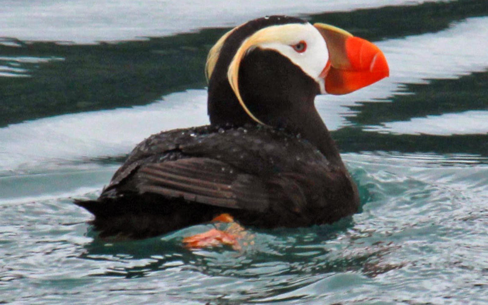 Tufted Puffin Wallpapers