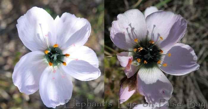 Elephant's Eye on False Bay