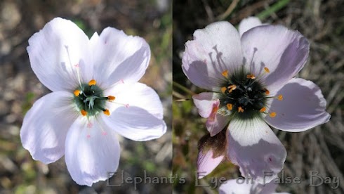 Elephant's Eye on False Bay