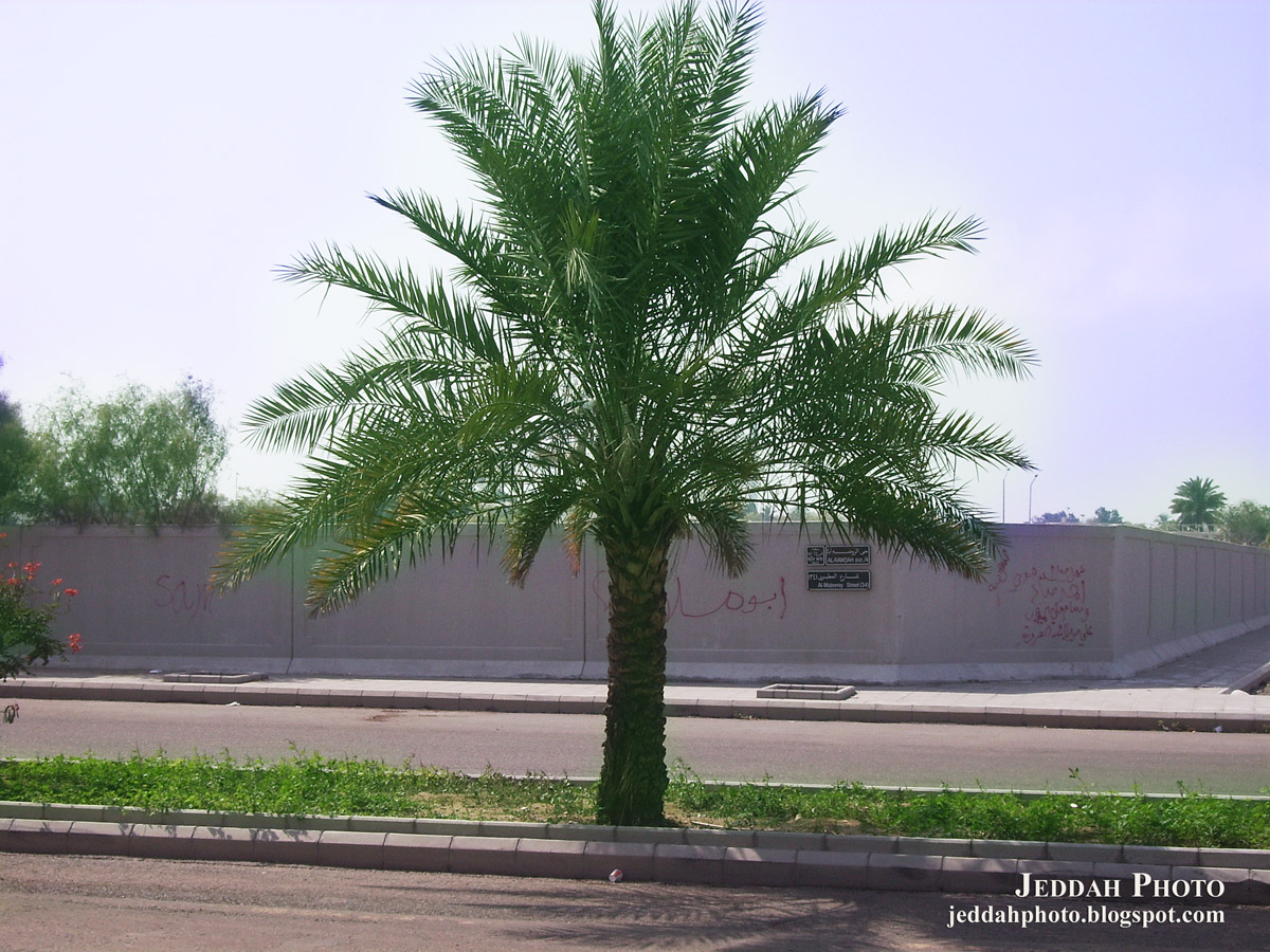 Jeddah Photo Blog: A Date Tree in Jeddah in Al-Roudah District