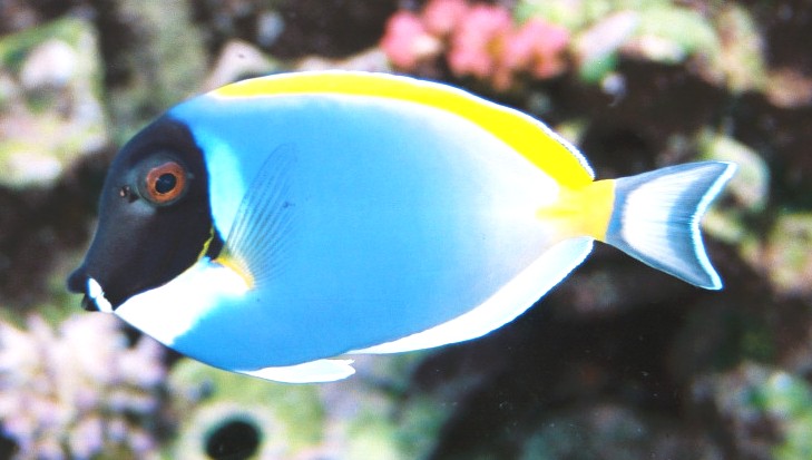 Fish Index: Powder Blue Surgeonfish (Acanthurus leucosternon)